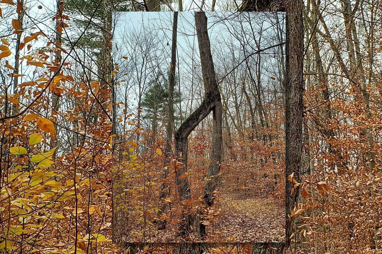 The Fascinating Phenomenon of Inosculation- When Trees Fuse Together ...