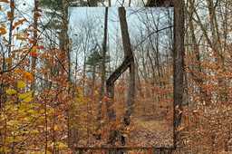 The Fascinating Phenomenon of Inosculation- When Trees Fuse Together ...